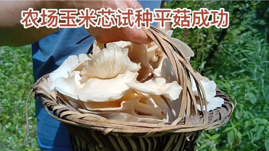 想不到农场用来烧柴火的玉米芯 ,有大用途