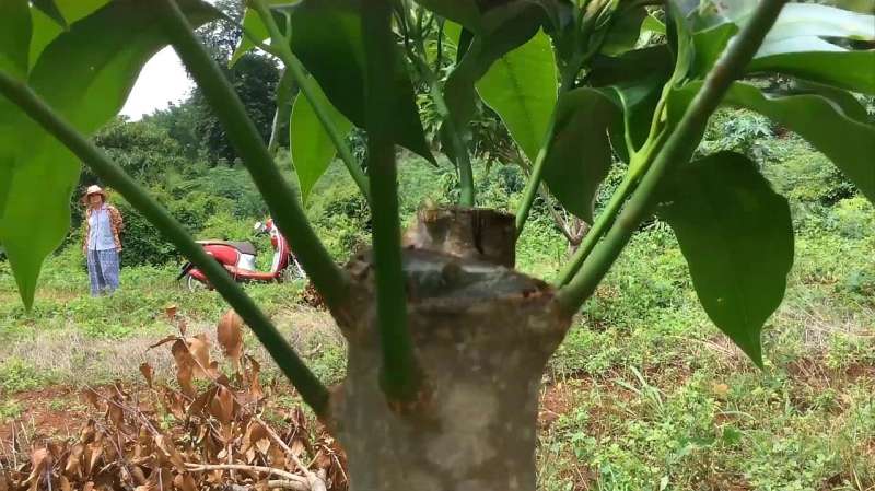 来到乡村种植芒果树,经过两个月的栽培,芒果树终于长大了
