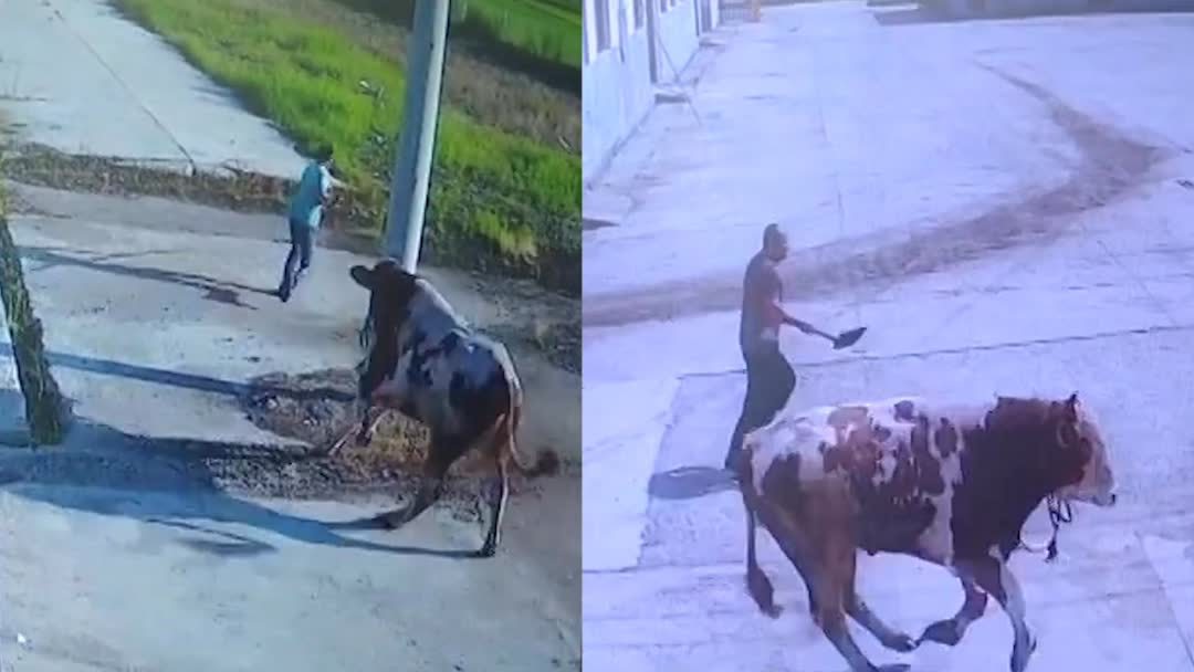 待宰1200斤黄牛突然发飙,见人就追见车就撞,恐怖一幕被拍下