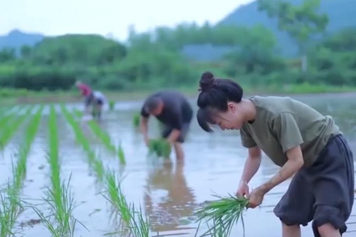 【视频】李子柒:一粒米的诞生!