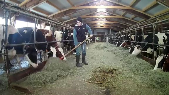 为什么国内养牛不赚钱?看看国外如何养牛管理太到位了