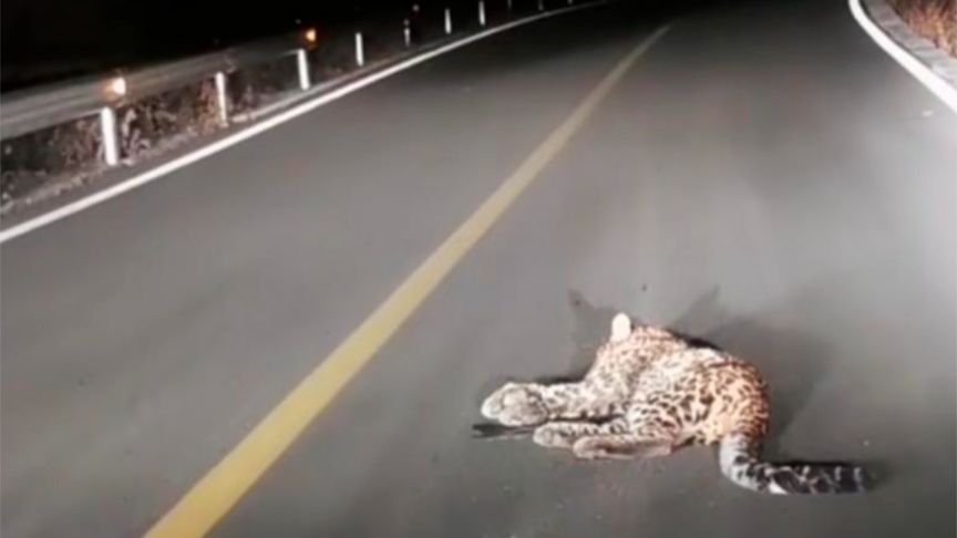 四川甘孜公路上惊现受伤金钱豹,官方:非杭州出逃那只,已死亡!