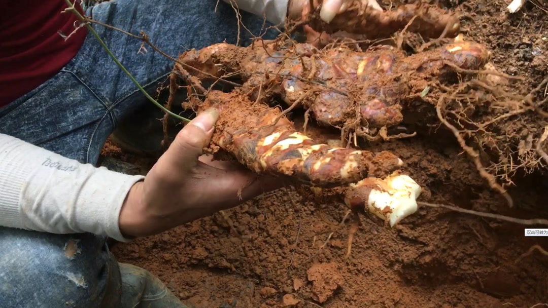 土茯苓做法简单,煲出来的汤营养价值高,具有保健作用