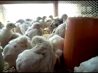 雏鸡传染性支气管炎病