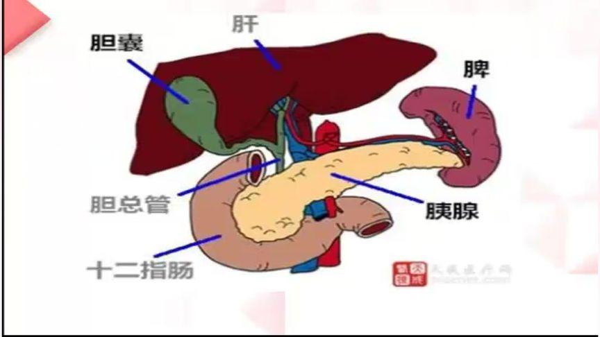 小肠适于消化和吸收的特点 岳云鹏版