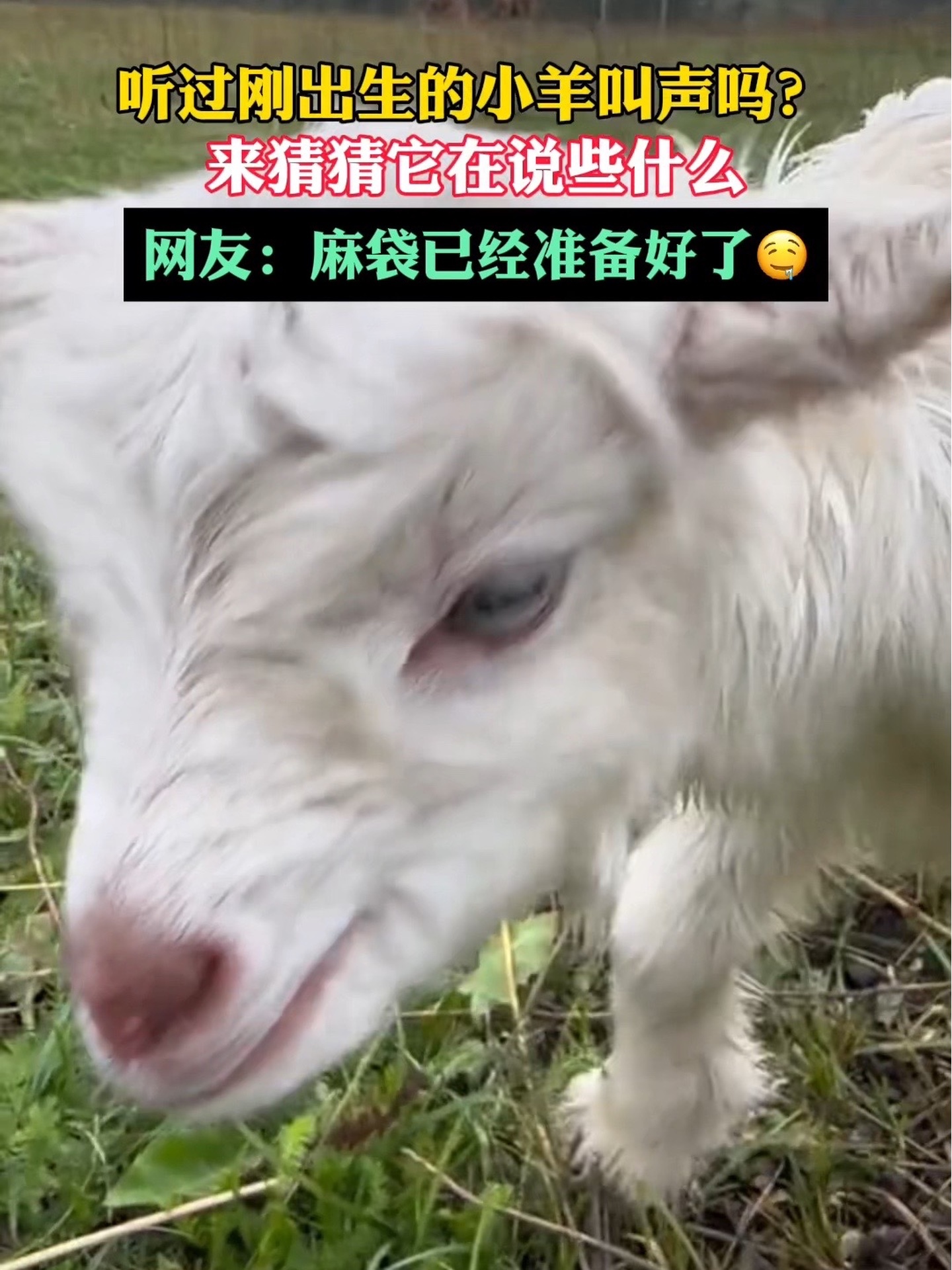 听过刚出生的小羊叫声吗?