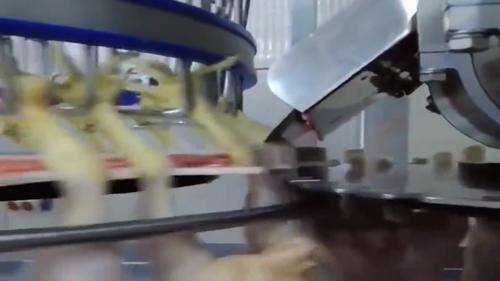 为什么我们有很多鸡爪吃,看看这机器你就明白了