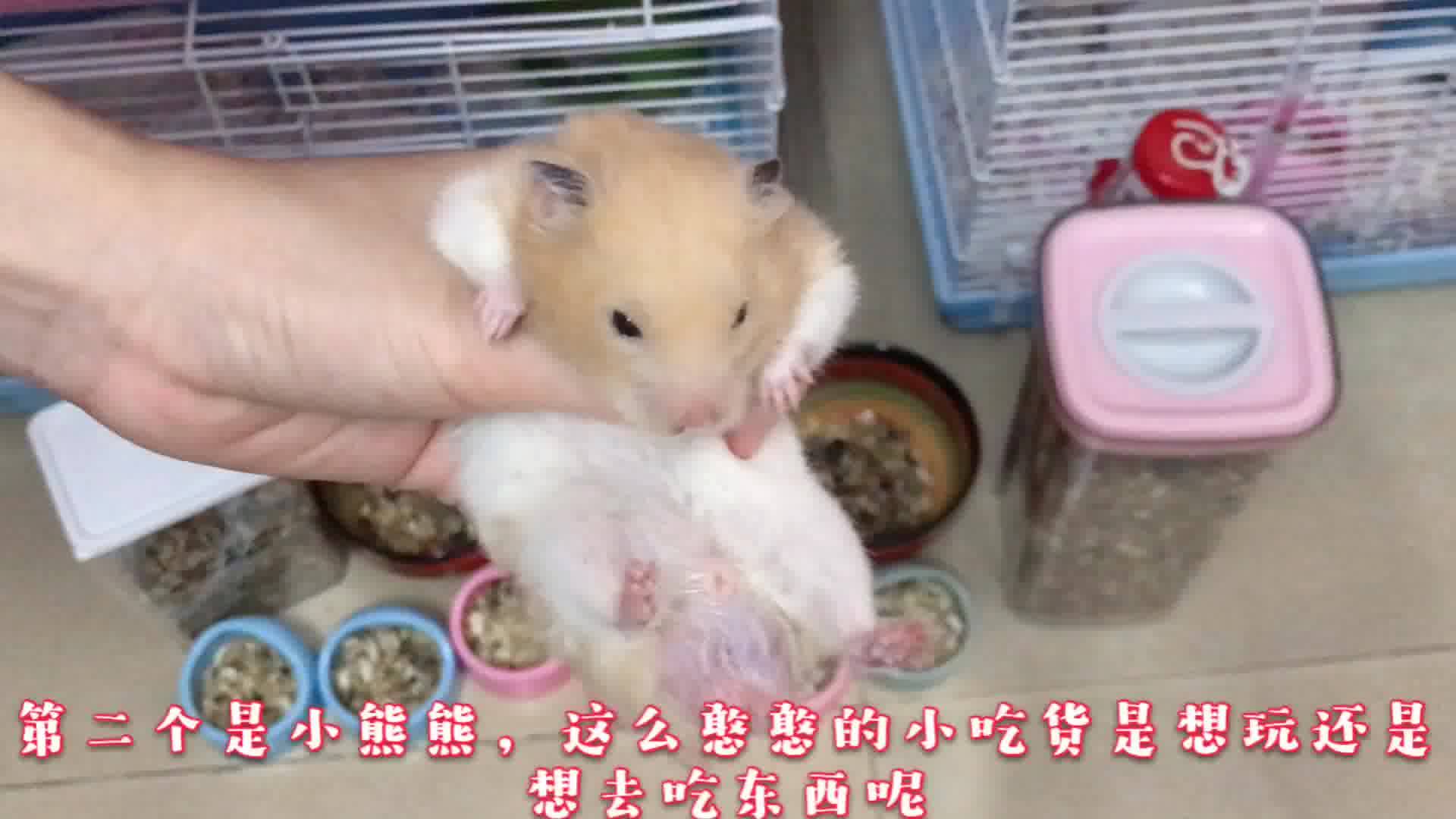 主人给仓鼠们分粮食,顺便测试下仓鼠喜欢吃还是喜欢...