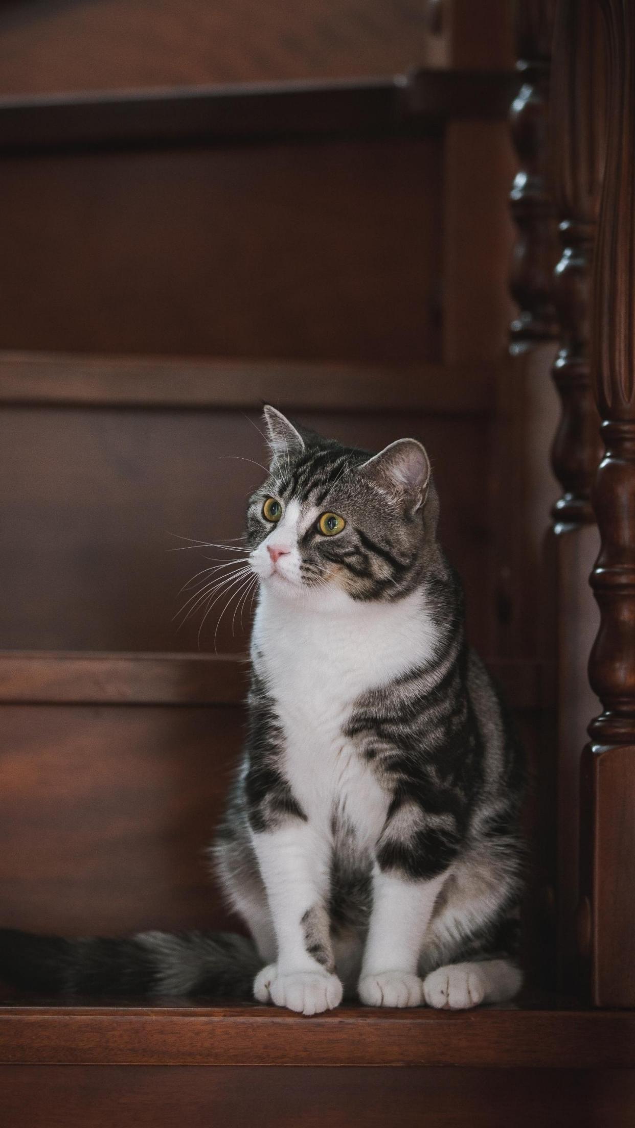 狸小猫游戏解说 