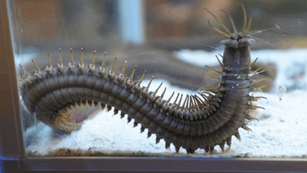 海底最可怕的虫子,就像放大100倍的蜈蚣,人被咬一口痛一辈子