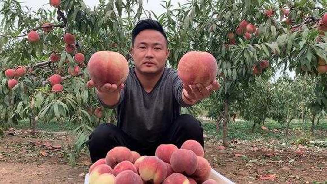 冬桃树上"采摘32天"的桃子 生长期达到了200天才有此硬度