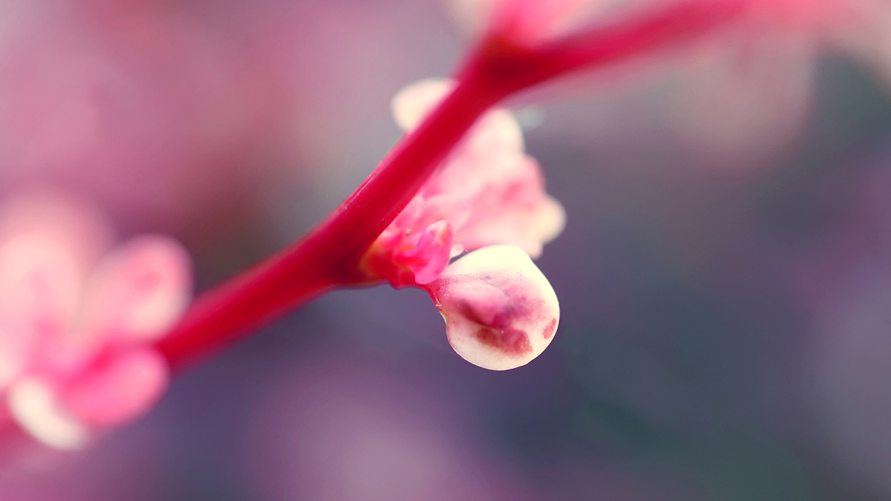 似花似雨又似雾 