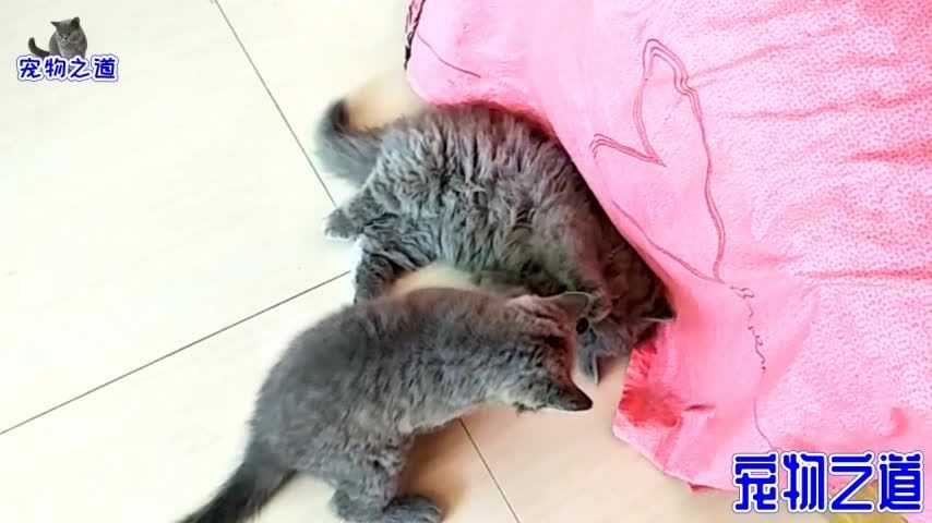 胖公猫猫架上展示美颜,小母猫一旁撒娇争宠,遭到胖公猫一脸嫌弃
