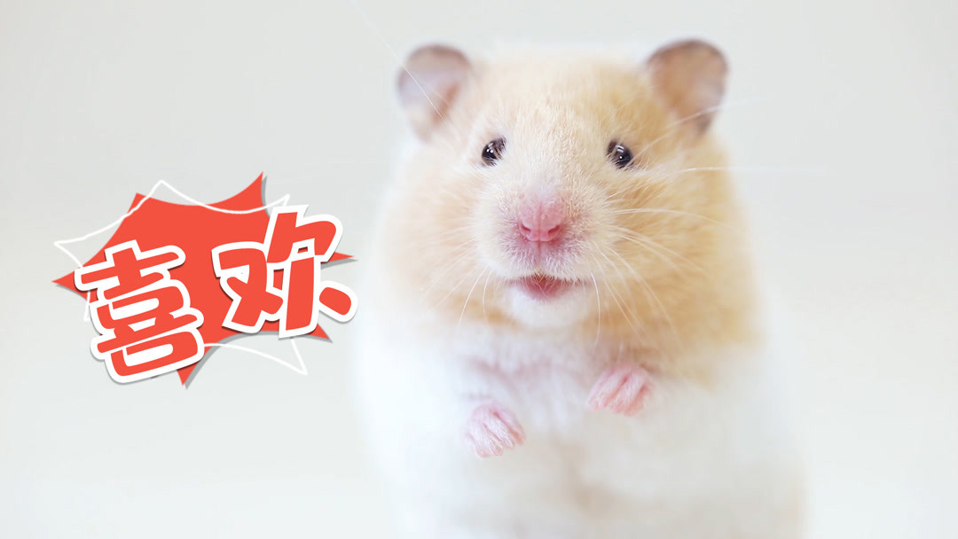 宠物剧情:仓鼠喜欢你的表现