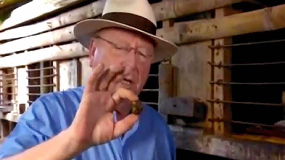 猫屎咖啡是怎么来的?没想到是猫悲惨的一生!太心痛了