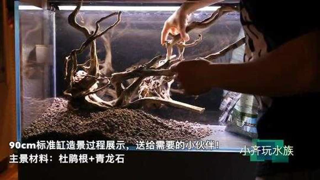 90cm标准缸水草造景-青龙石配杜鹃根很经典