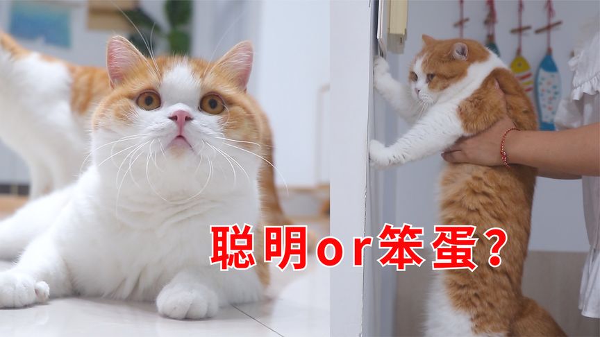 “撞墙法”测12只猫的智商,大佬急的咬人,最后两只不敢碰