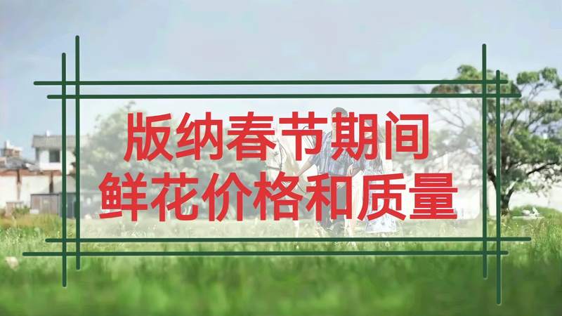 现在是春节期间,来看看西双版纳的鲜花价格和质量吧!