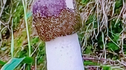 植物的生长过程