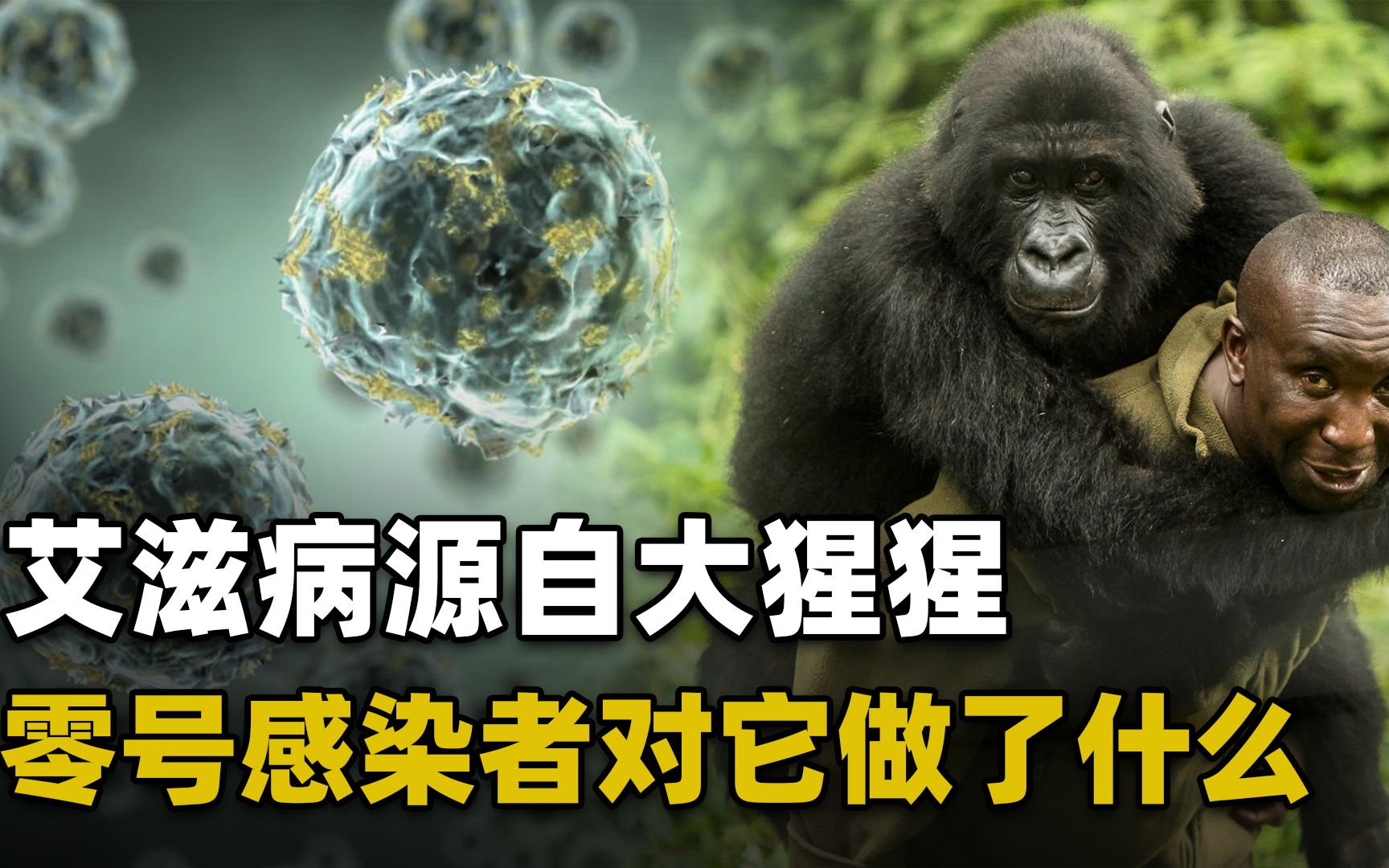 艾滋病源于大猩猩,为什么会传染给人类?人类对大猩猩做了什么?