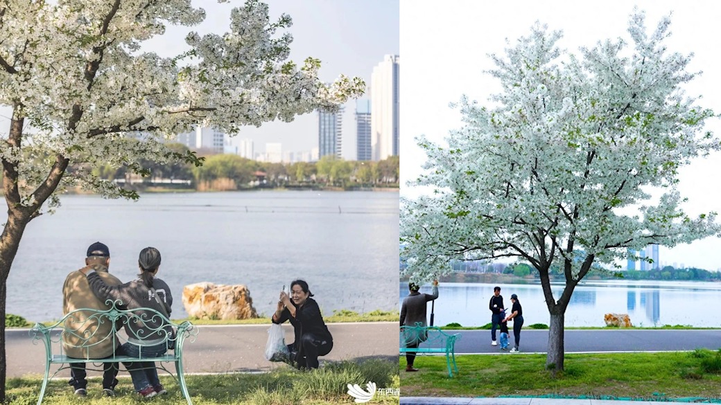 武汉"孤独的樱花树"走红,独立湖畔傲然盛放,工作人员:系偶然种植,没...