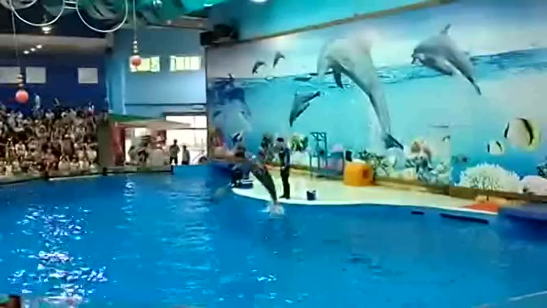 海豚表演节目 海豚可爱表演