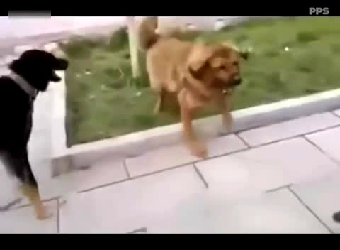 〈动物世界〉 2013斗狗视频大全 斗狗视频藏獒 藏獒打架视频