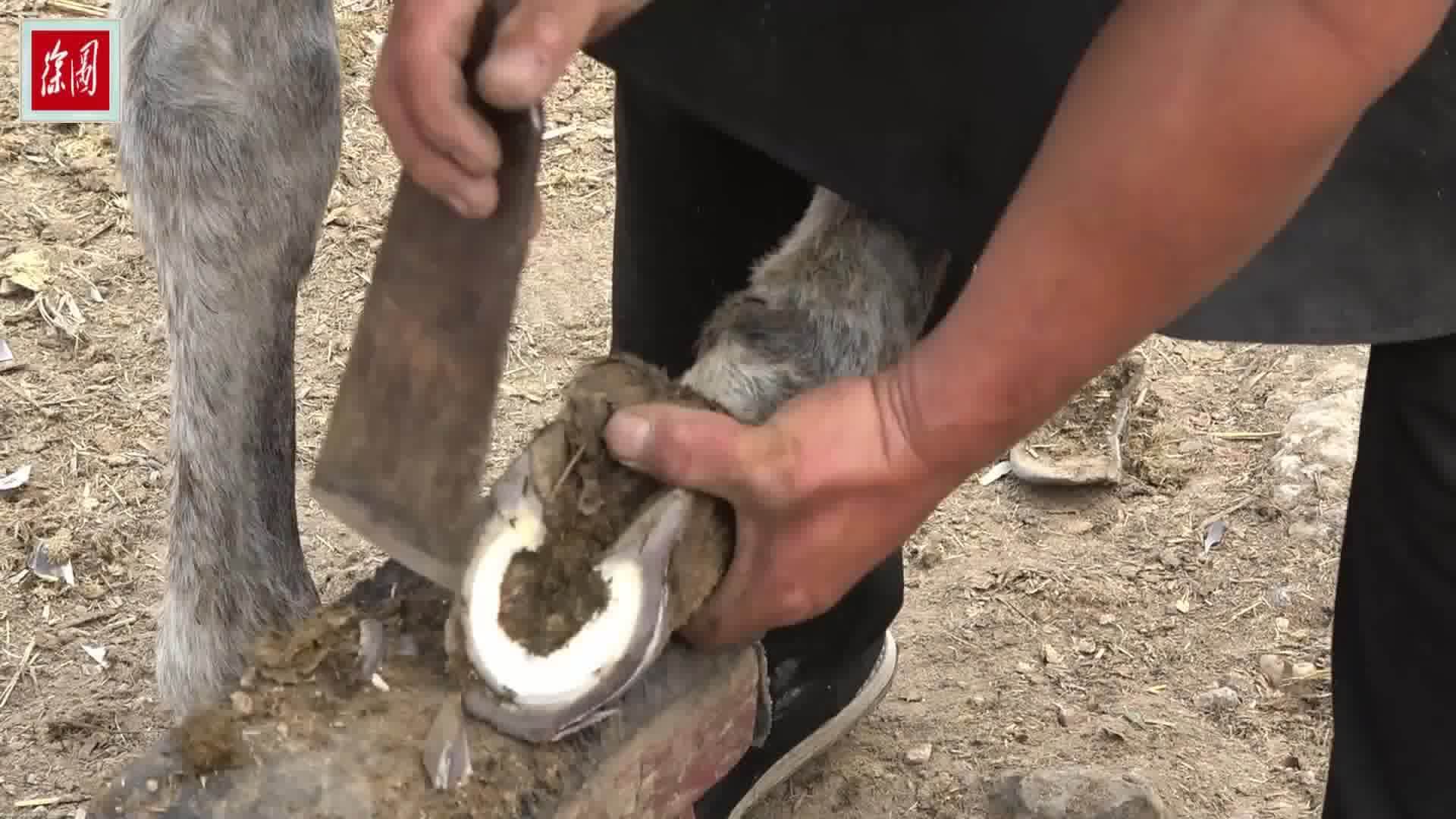 巴基斯坦山驴蹄子风化脱皮,头一回换鞋美甲,舒服得不肯走了