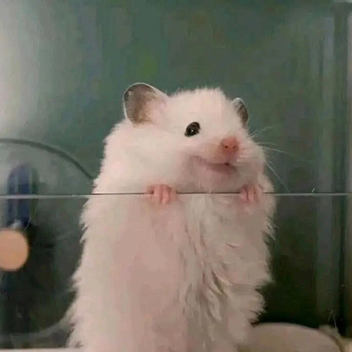 爱吃小孩的老猫猴 