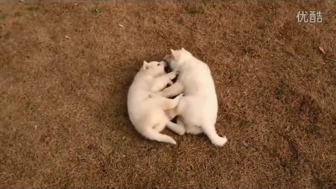 小土狗打架,像模像样的,萌得不得了!