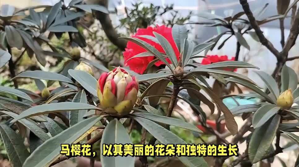 绽放之美:马樱花盆栽的种植方法和注意事项