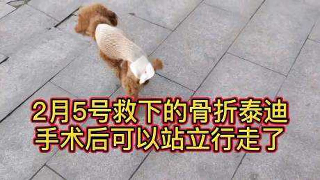 2月5号救下的骨折泰迪后续,手术后可以站立行走了