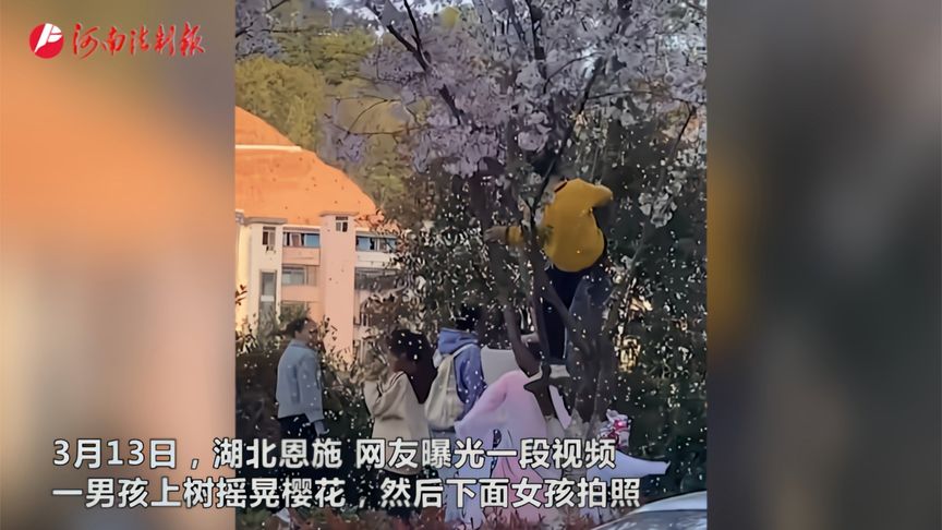 湖北恩施一男孩上爬上树枝摇晃樱花 竟是为了树下女孩拍照好看