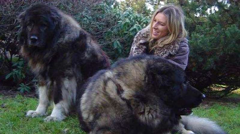 犬中的“霸王”,就连藏獒都退避三舍,体型最大高加索犬