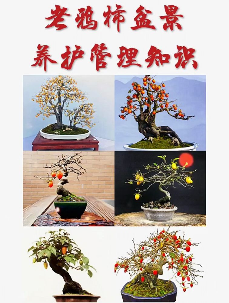 老鸭柿盆景养护与管理知识!