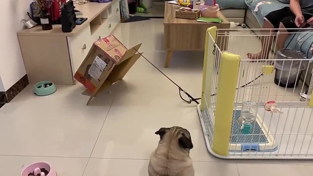自制的捉狗神器,以后再也不怕捉不到狗狗了!