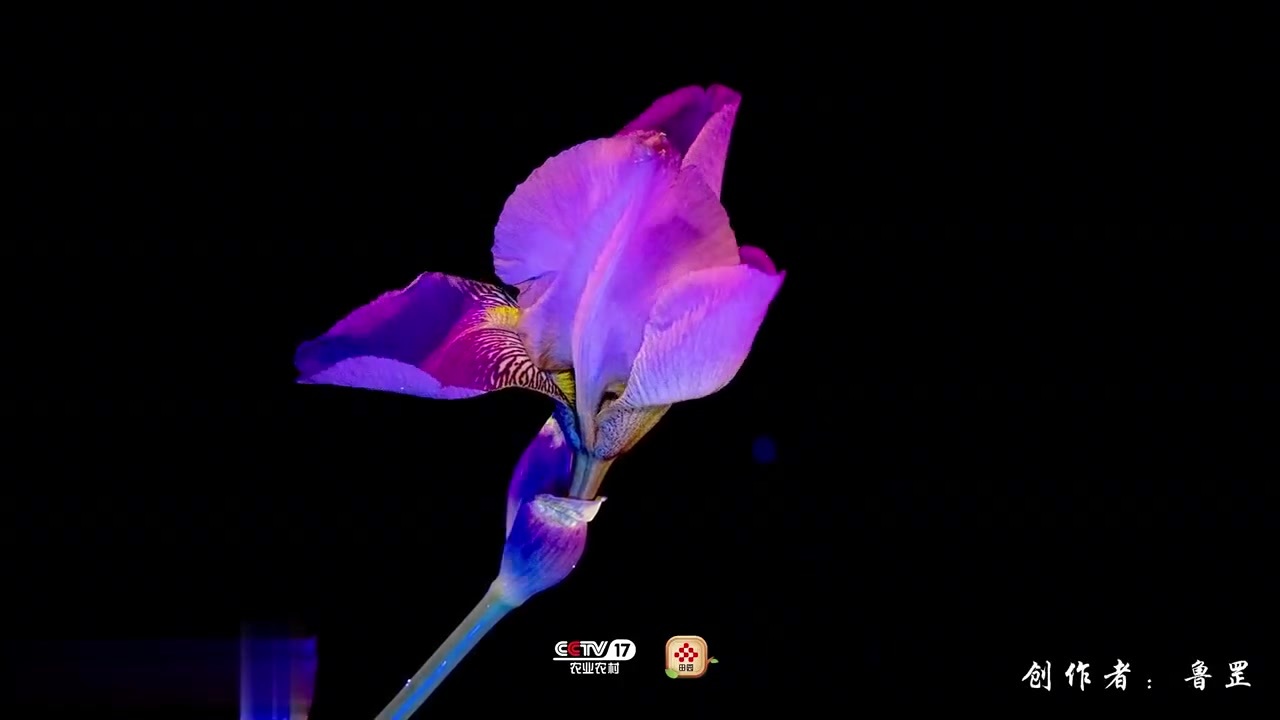 紫外线摄影记录花朵绽放,像极了科幻片!