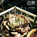 七七麻麻18 