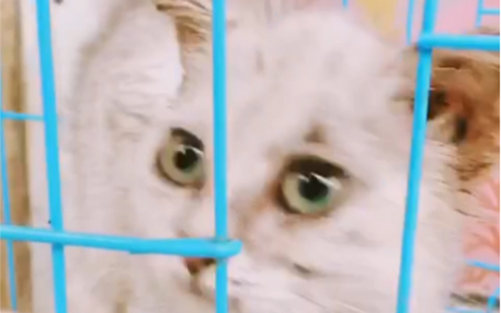 在小区捡到的流浪猫,当时就在路边车来车往的,最后在车底把她带回家...