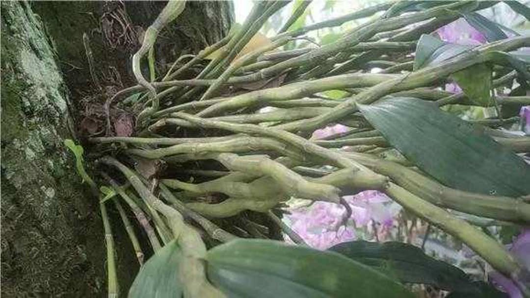 农村这种寄生在大树上的野生植物,看到就是宝,功效多作用大