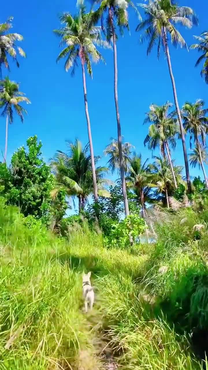 岛上的朋友给我发来小狗Lucky的视频,它总是这么快乐