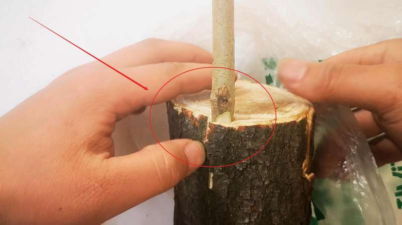 直径较粗的果树,采用劈接法时不要从中间劈开,教你正确操作方法