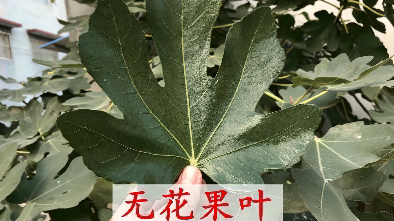 看似不起眼的无花果叶,它有哪些用途?城市出钱都买不到