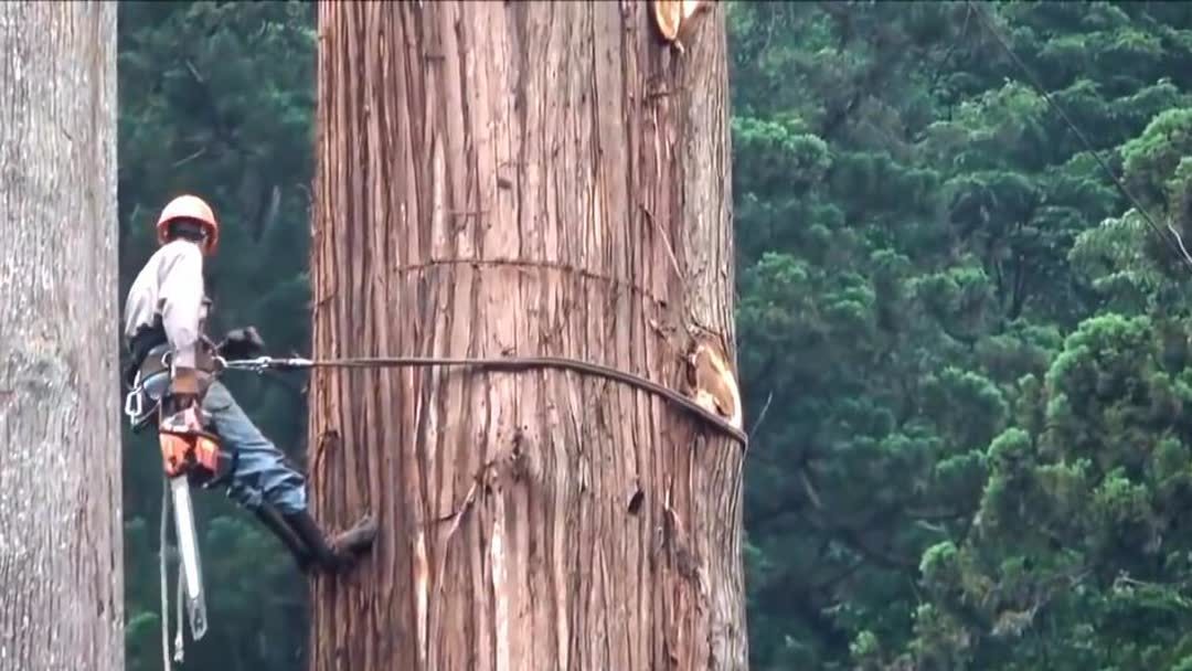 真的大开眼界了!见识过砍树,可是没见过"如此砍树"的