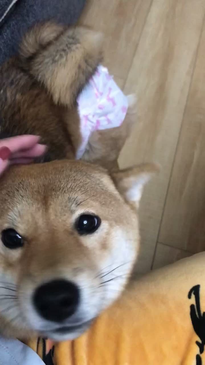 第一次来大姨妈穿纸尿裤不习惯路都不走了我好一顿开导柴犬