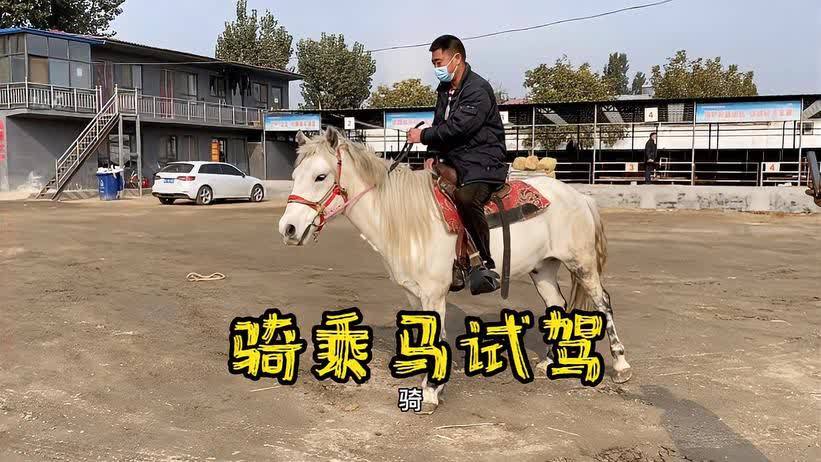 刚来的骑乘马测试一下能力,三个骑手三种状态,14800贵吗