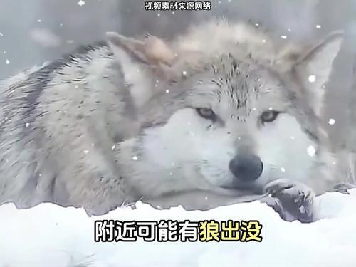 这些动物脚印,告诉孩子一定要远离!