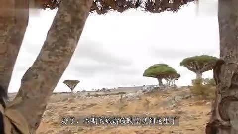 世界上能"流血"的大树,你见过吗?