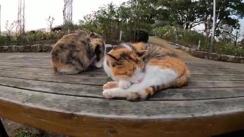 狸花猫太会撒娇了,一点都不怕人,赖在我腿上不走了