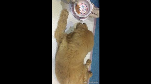 犬细小病毒和冠状病毒感染